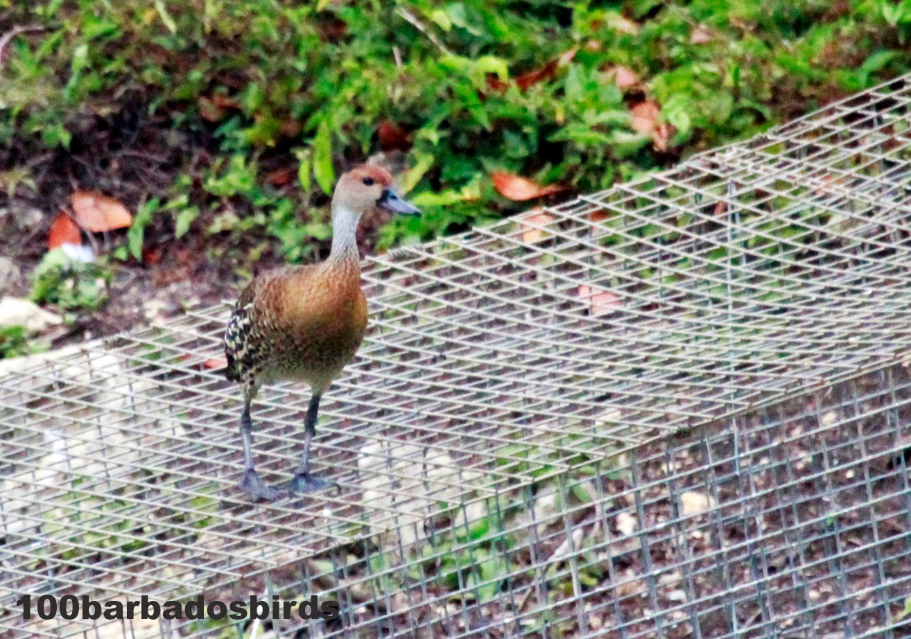 Birds of Barbados: May 12 Birding (Photographs)