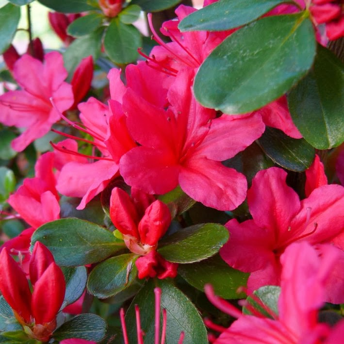 Peces y plantas ornamentales: Azalea Japonica - Azalea