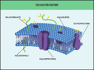BIOLOGIA2: 3. Solu ottaa ja poistaa aineita
