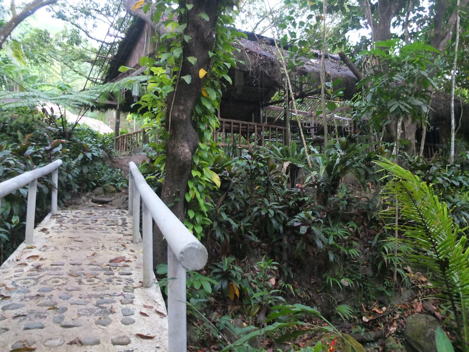 Mount Purro Nature Reserve : Eat,Pray,Love - The Filipino Rambler