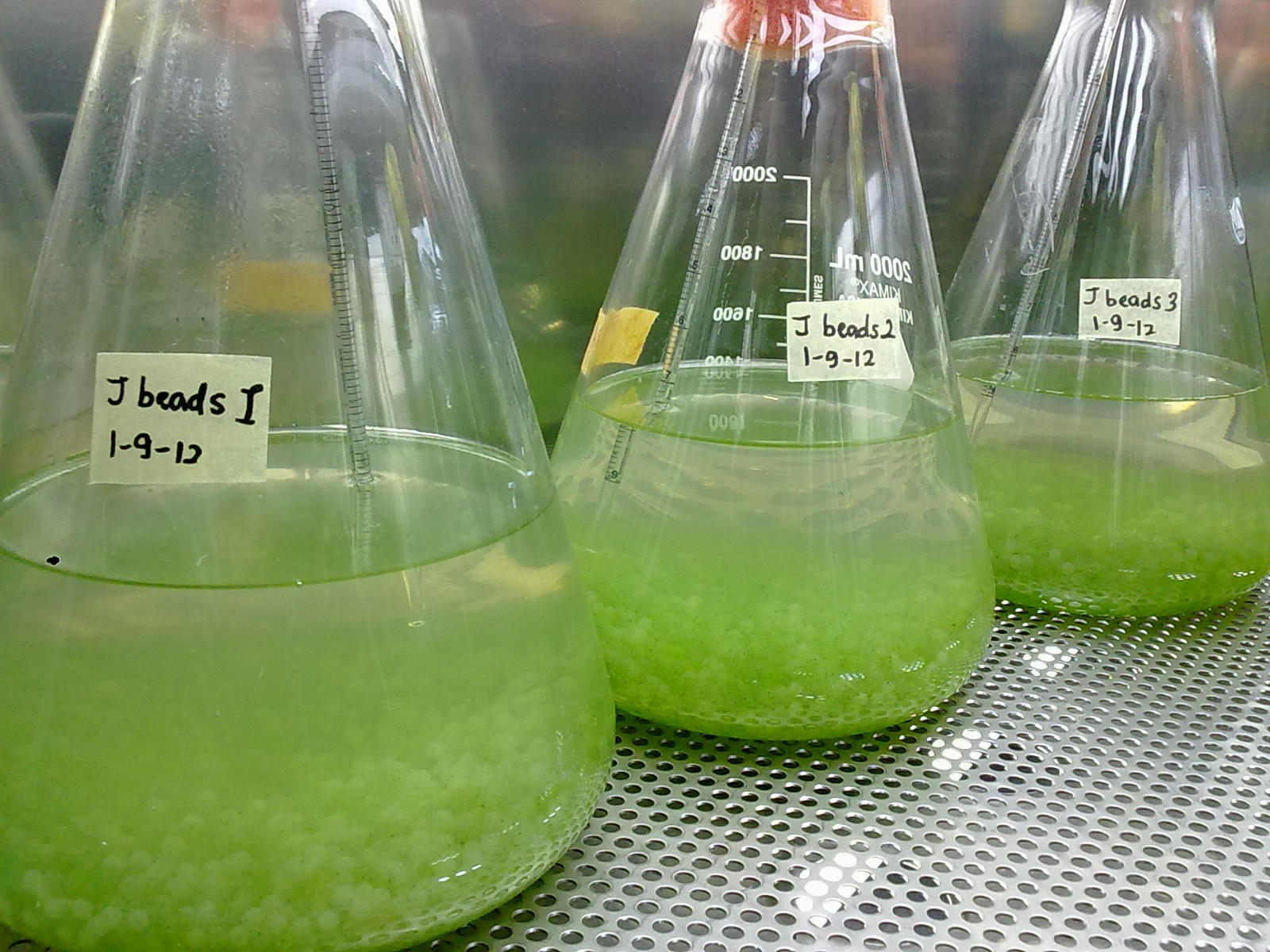 let's share: Colonial versus Filamentous algae culture in free ...
