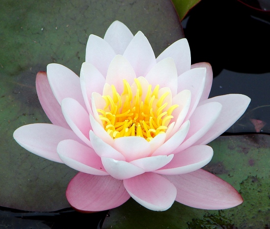 Segredos da India: Flor de lótus