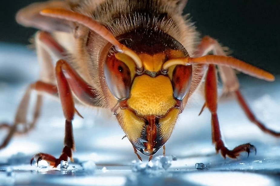 Fieggentrio: Wespen.