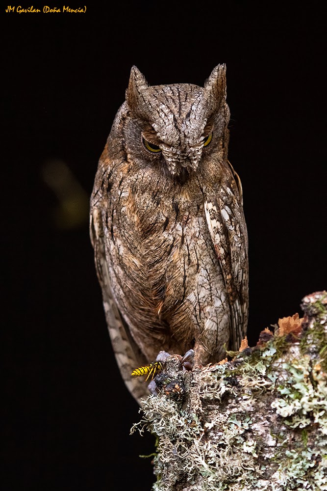 Fotografía de Naturaleza - JM Gavilán: Autillo europeo (Otus scops)