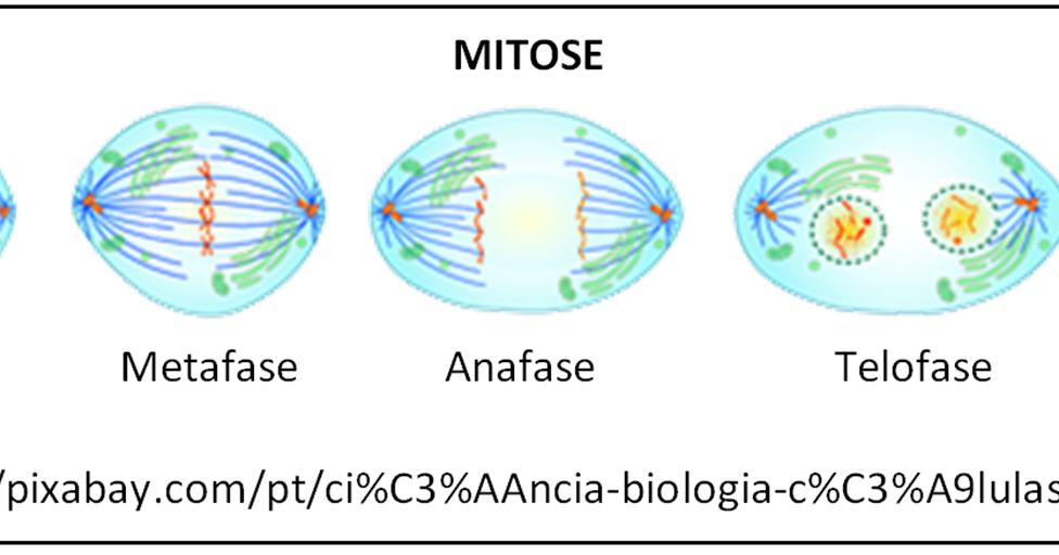 Ciências Biológicas- Biologia Celular : Mitose e Meiose