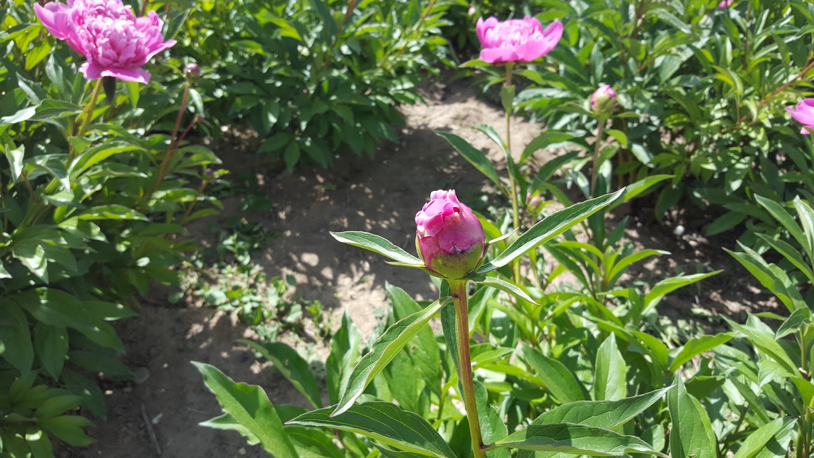 CO Horts Peonies Oh How I Love Thee co-horts-peonies-oh-how-i-love-thee