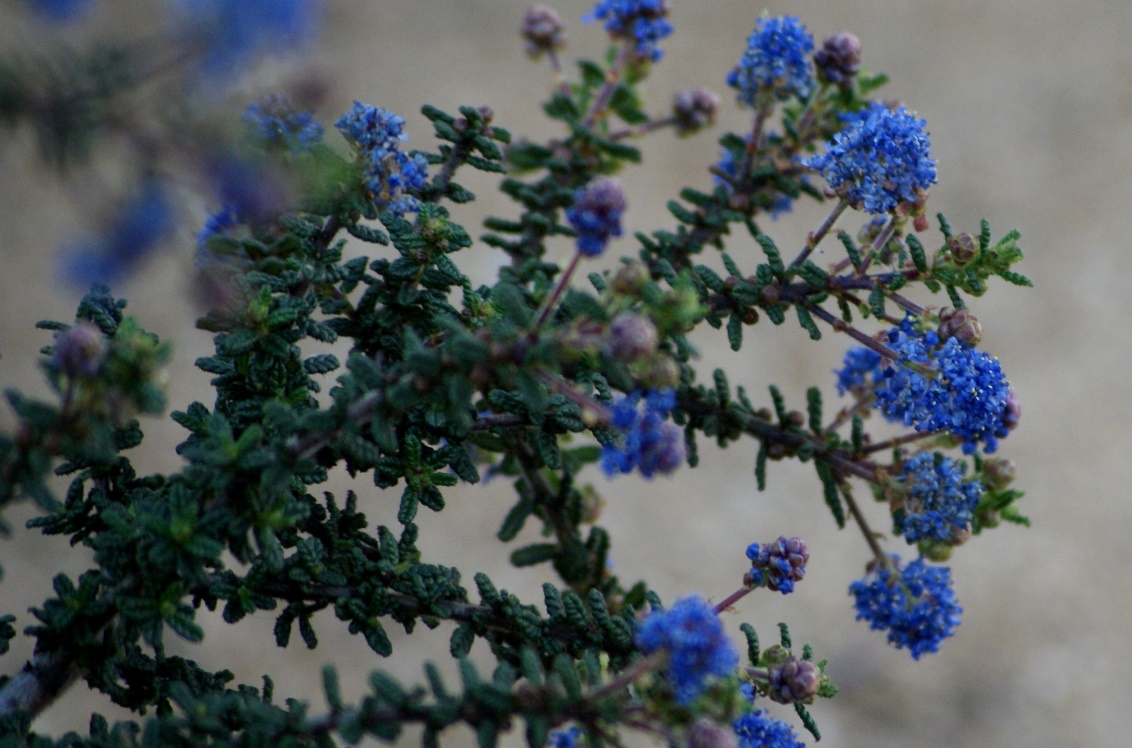 A photo, A thought............: Plant: Dominant chaparral flora....