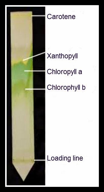 Un rincón del aula de biología: Separation of plant pigments using ...