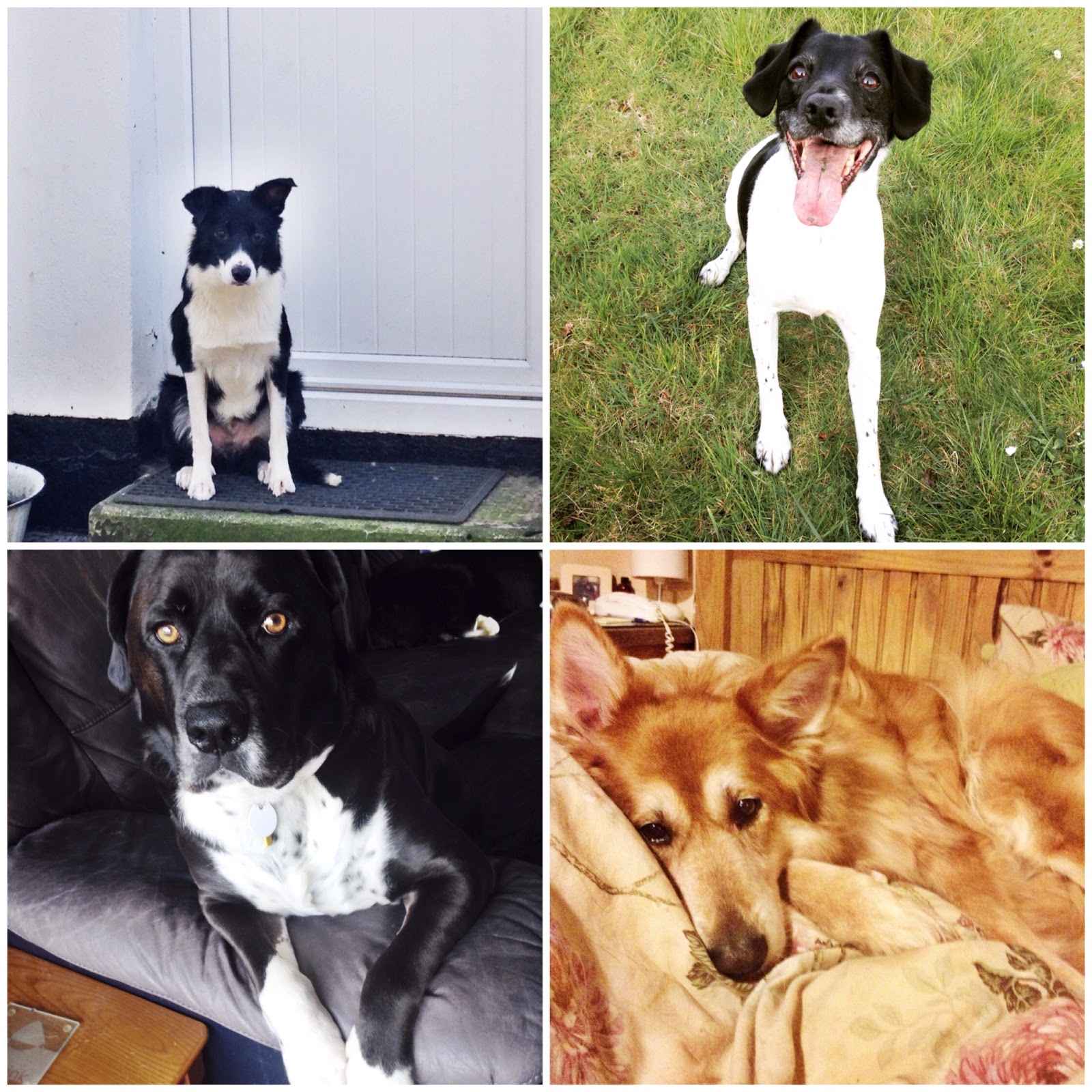 Canines and Cosmetics: What To Expect When Living With A Dog