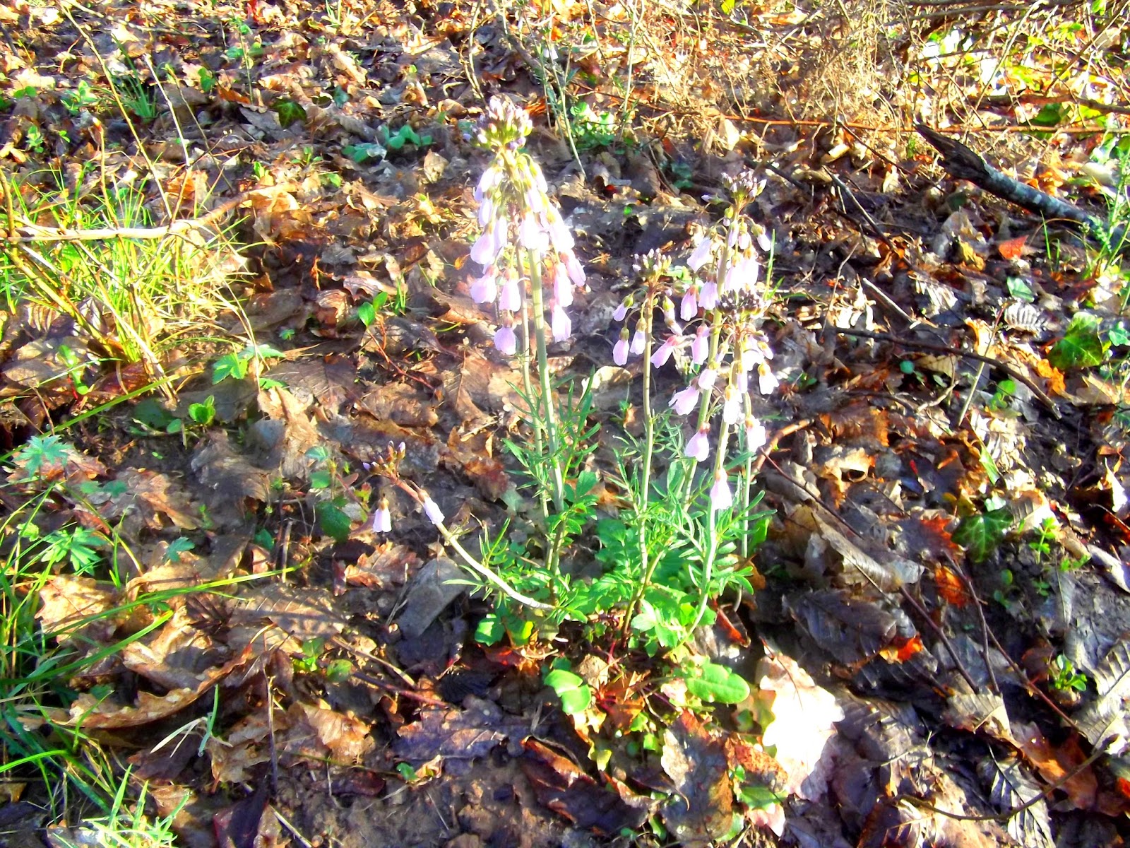 Magnon's Meanderings: Early morning Spring walk.