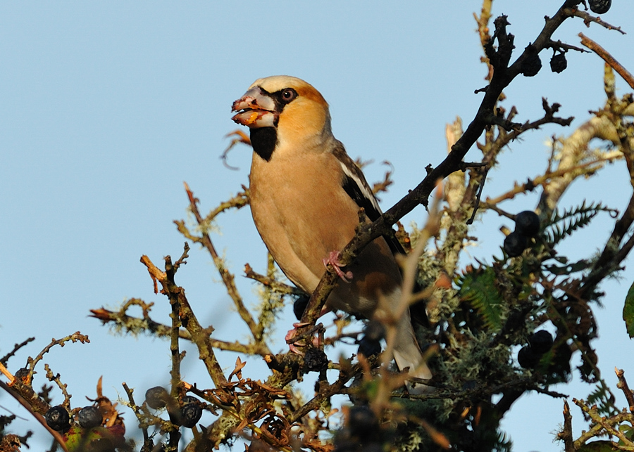 Steve Rogers birding: New Hawfinch images