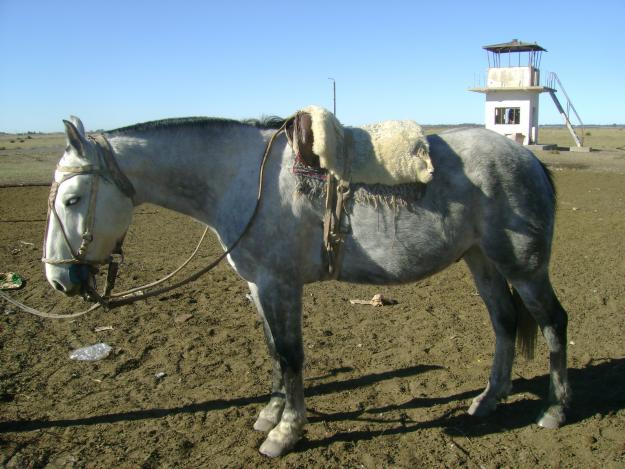 El GAUCHOGUACHO: Pelos criollos