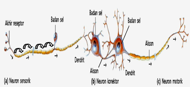 STRUKTUR SEL SARAF MANUSIA ~ MATERI DAN SOAL IPA UNTUK SMA