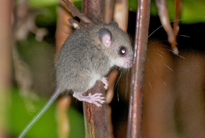 A Wandering Naturalist: December 2013