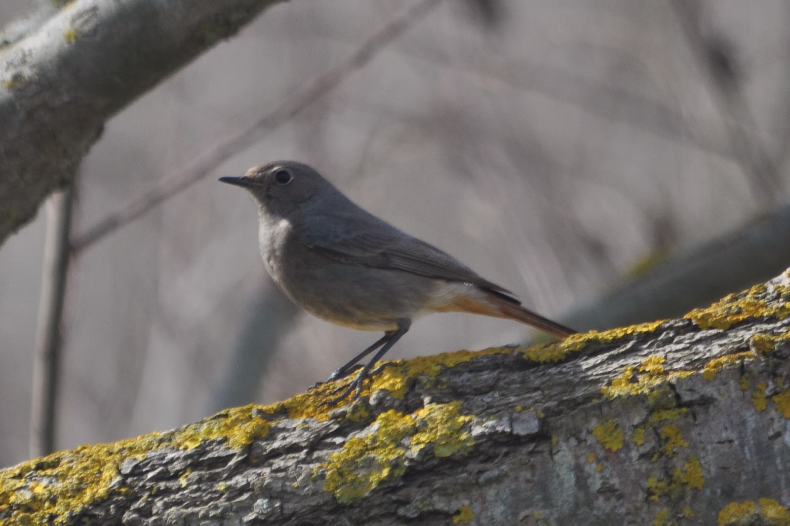 ZOOTOGRAFIANDO (6.100 ANIMALS): COLIRROJO TIZÓN / BLACK REDSTART ...