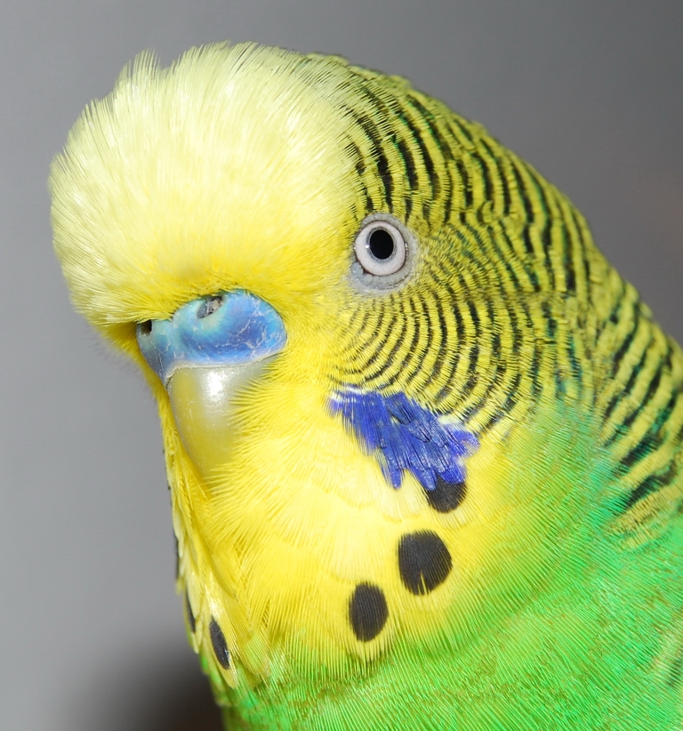Budgie Breeding & Mating