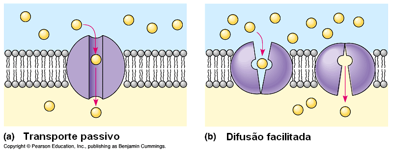 Biologia no ensino médio: 2º ano - aula 24 - Difusão Simples e Difusão ...