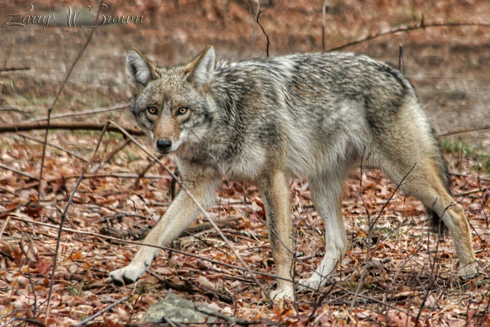Stephen Bodio's Querencia: Eastern "Coyotes" & Wilderness