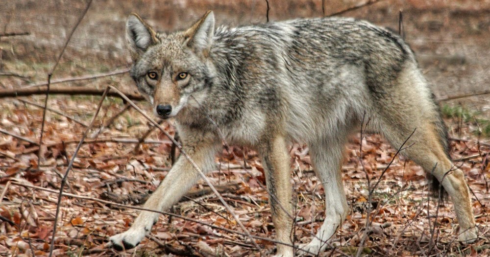 Stephen Bodio's Querencia: Eastern "Coyotes" & Wilderness