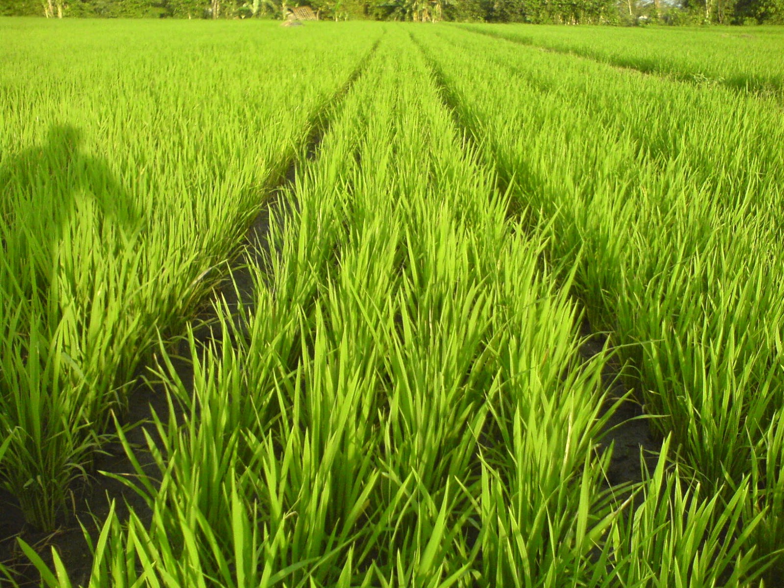 Teknik Budidaya Padi SRI - AGROWEBZ