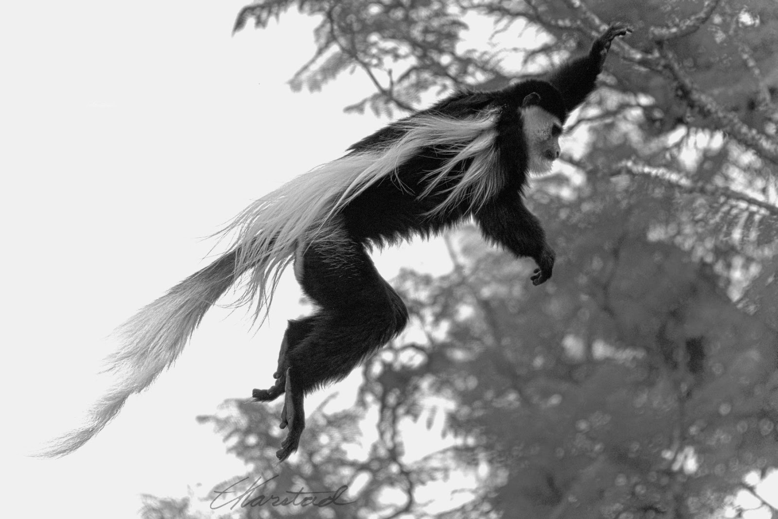 Elsen Karstad's 'Pic-A-Day Kenya': Colobus Monkey, Mount Kenya