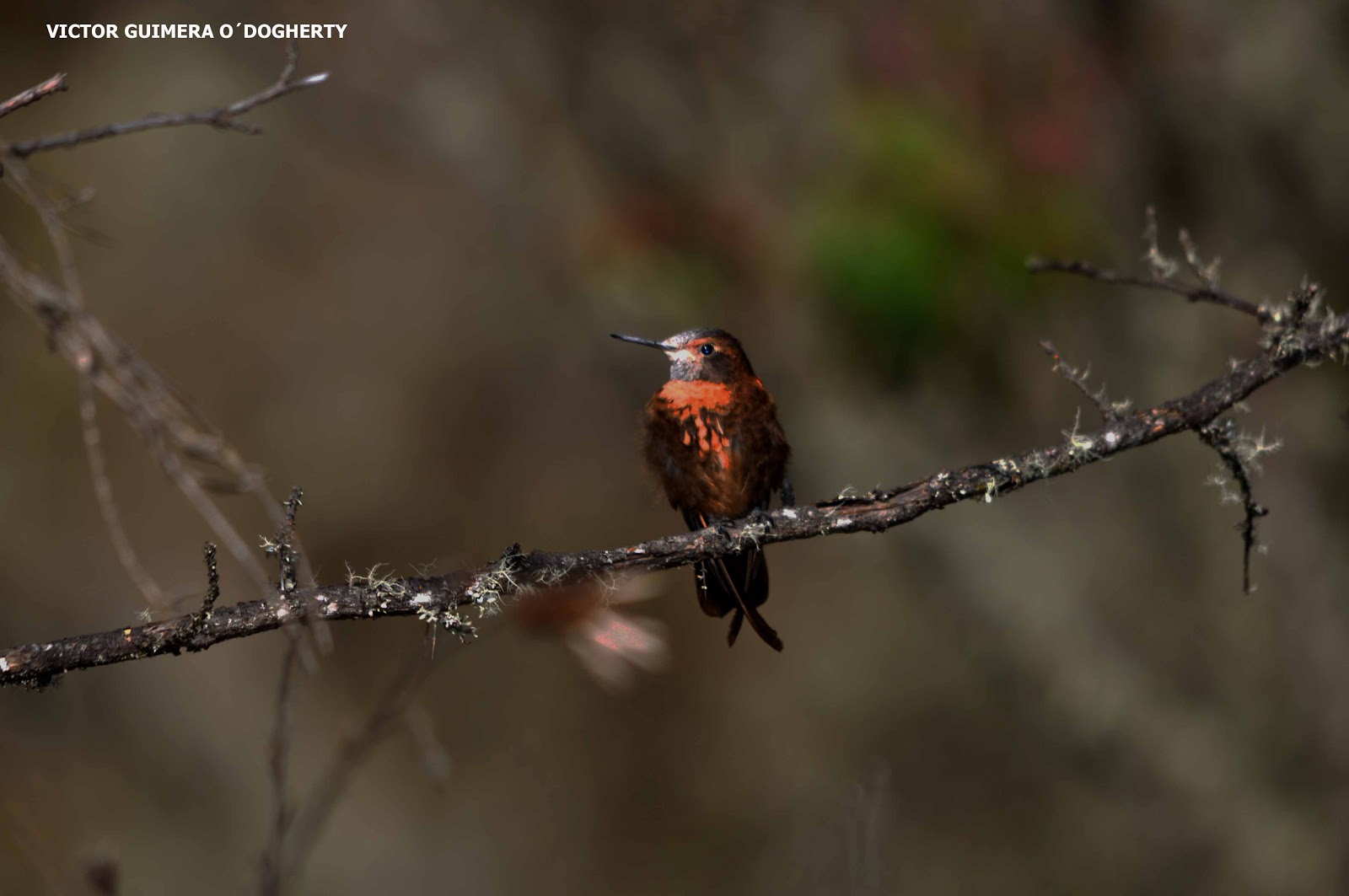 Mis imágenes de aves: FOTOS DEL COLIBRI COBRIZO