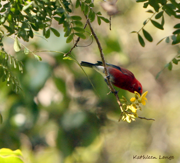 Modern Nature Studio: My Creative World: Inspired by Hawaii