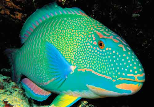 Most Amazing: Rainbow Parrot Fish