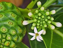 KL girl now in Ipoh: Noni tree in my garden