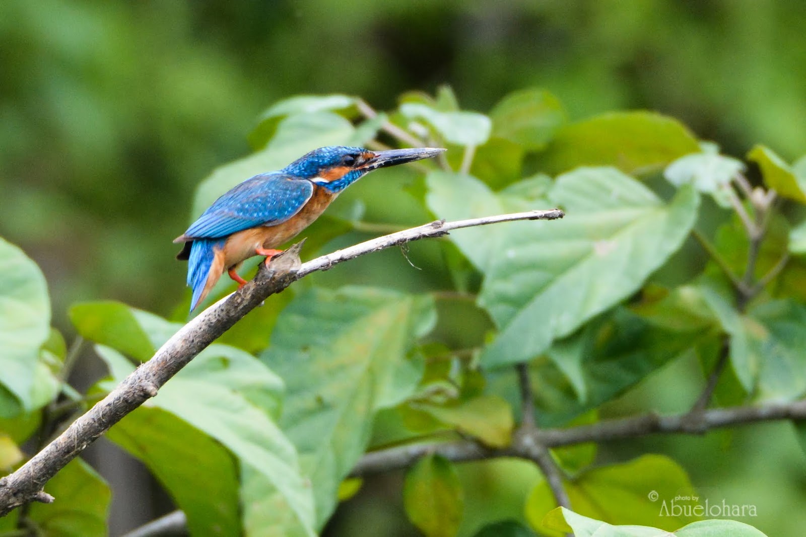 21 días en Nepal - Safari en CHITWAN - Las cosas del Abuelo O'hara