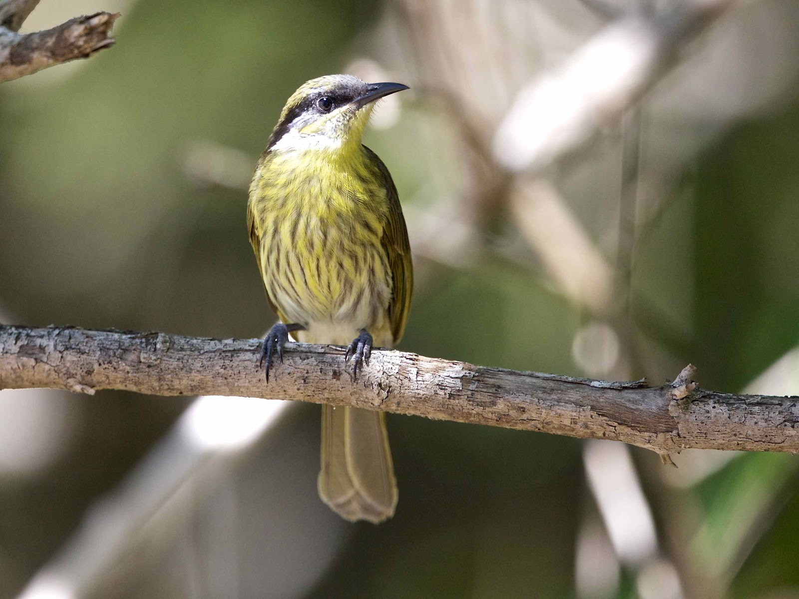 Avithera: Double-eyed Fig-Parrots and some Queensland endemic honeyeaters