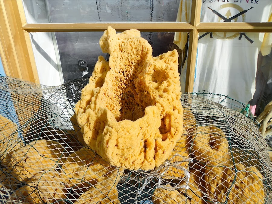 Miss gg: Sponges, Sponges and More Sponges!