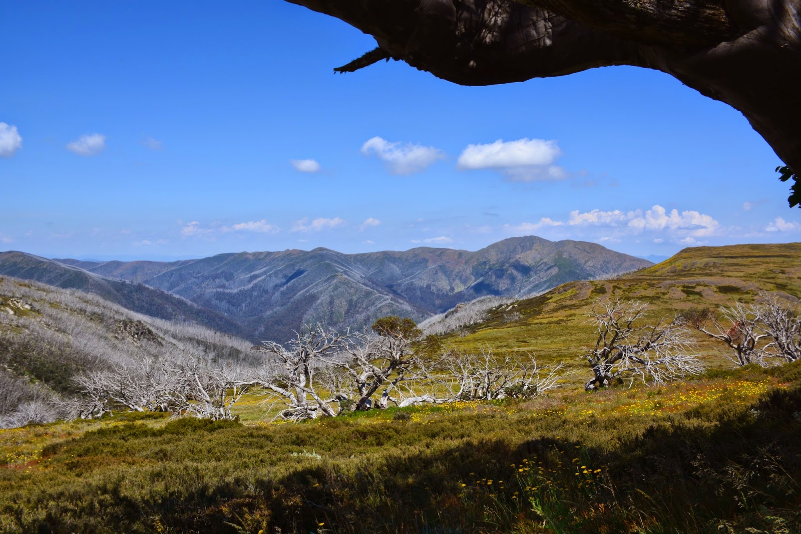 walkabouters club of victoria inc: Falls Creek Summer Camp - Bogong ...