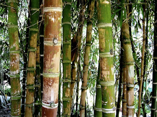 GREEN AMOEBA: Serumpun Bambu Sejuta Manfaat