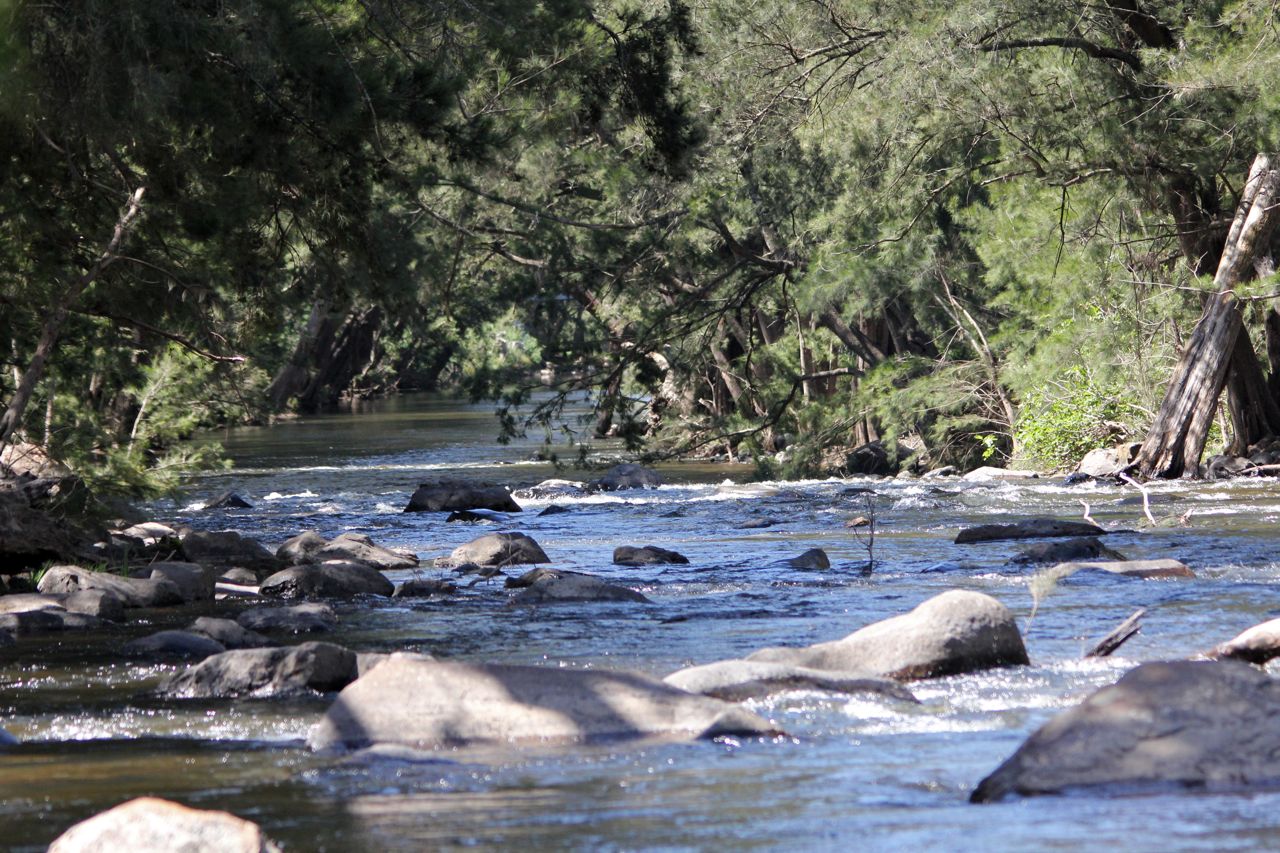 Pete's Flap Birding Aus: White-bellied sea eagles, Goodradigbee River
