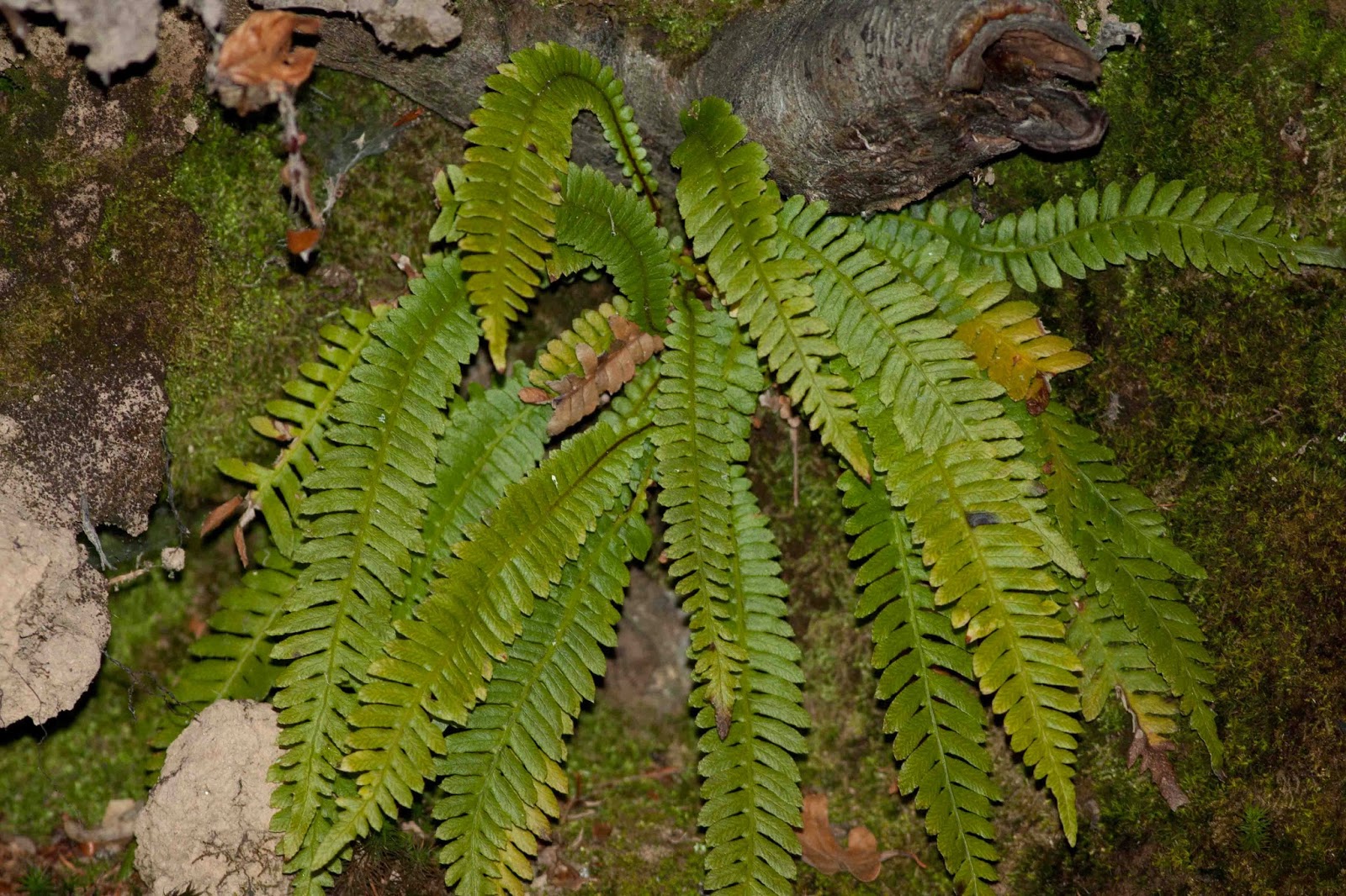 APUNTES DE BOTÁNICA APLICADA (IES Besaya): Helechos