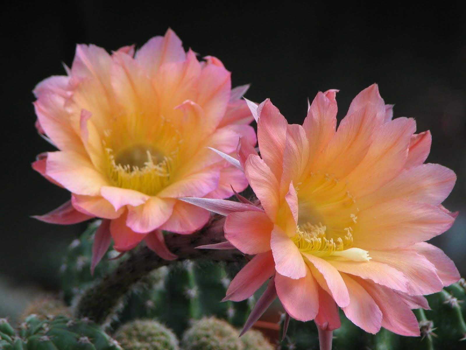 LA MULTI ANI, ROMANIA!: Flori de cactus