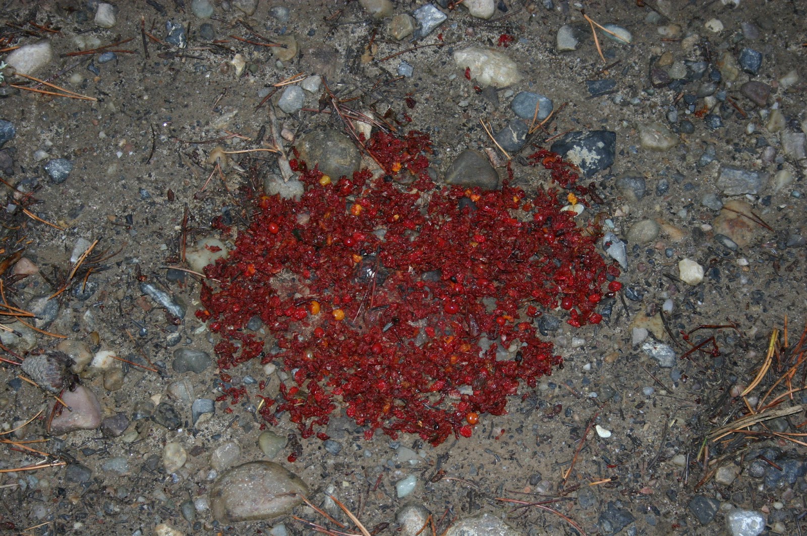 The Birds and the Bears: Grizzly Bear Poop