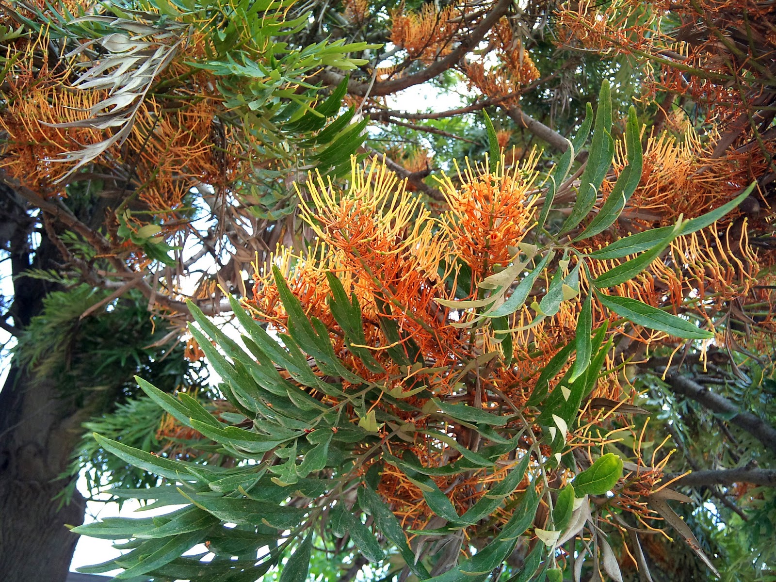 Árboles con alma: Roble australiano (Grevillea robusta)