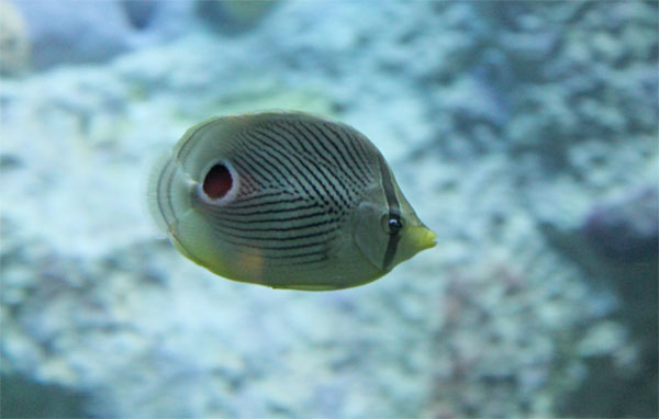 Giant Ocean Tank Divers Blog