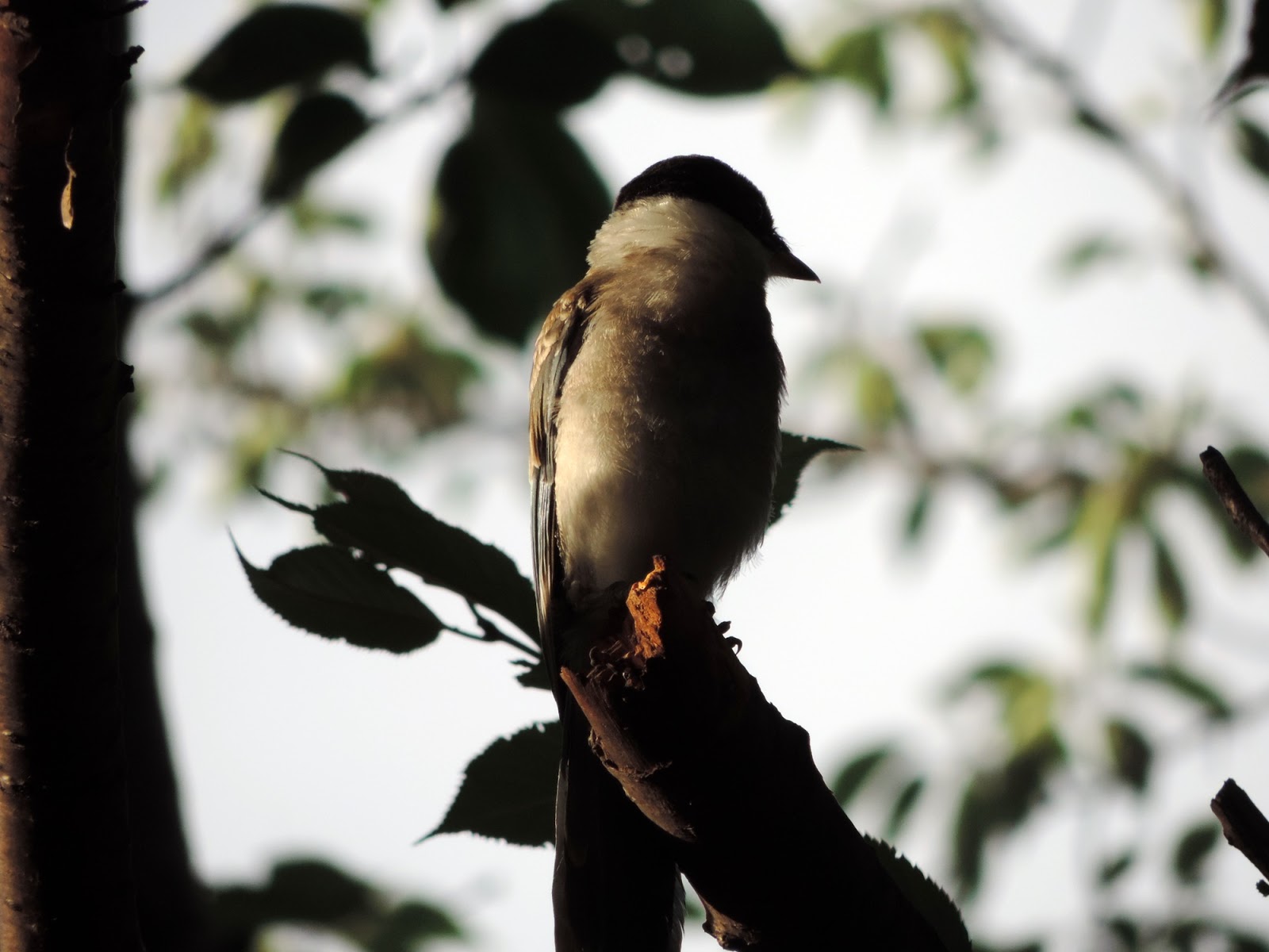Birding in Japan: Azure-winged Magpies
