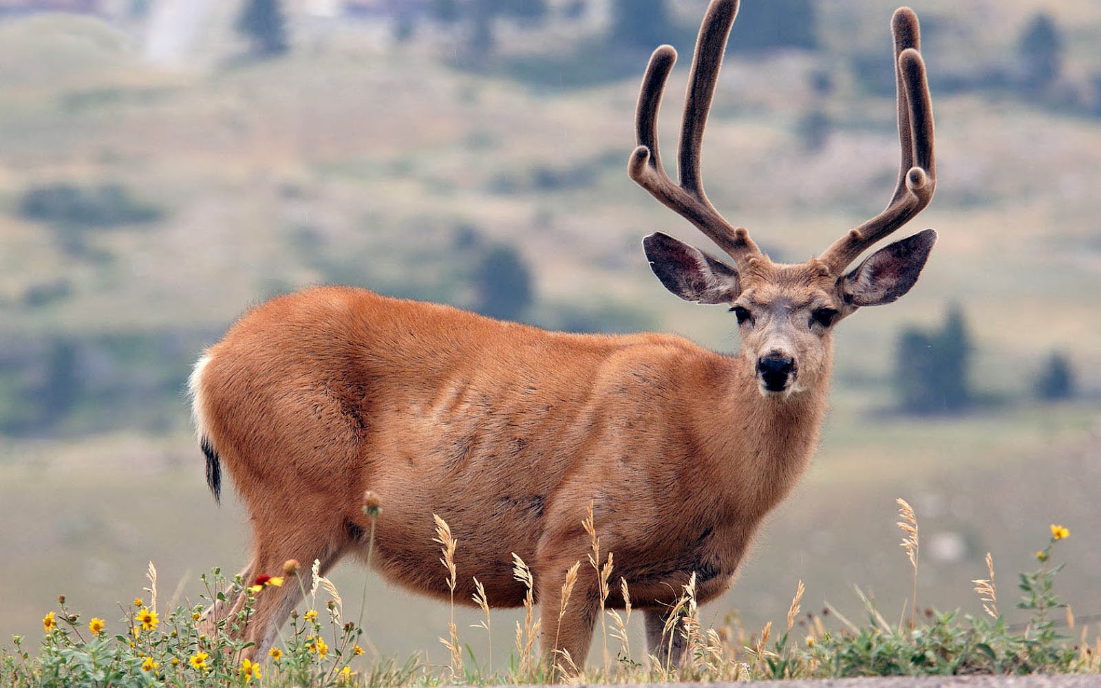 Herten Achtergronden