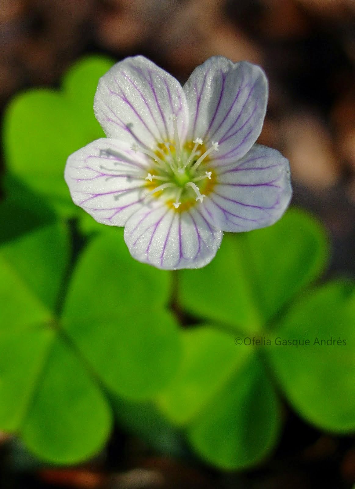 Mineral Vegetal: marzo 2010