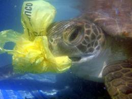 Jasmine Woodford: How does marine pollution effect Leatherback turtles?
