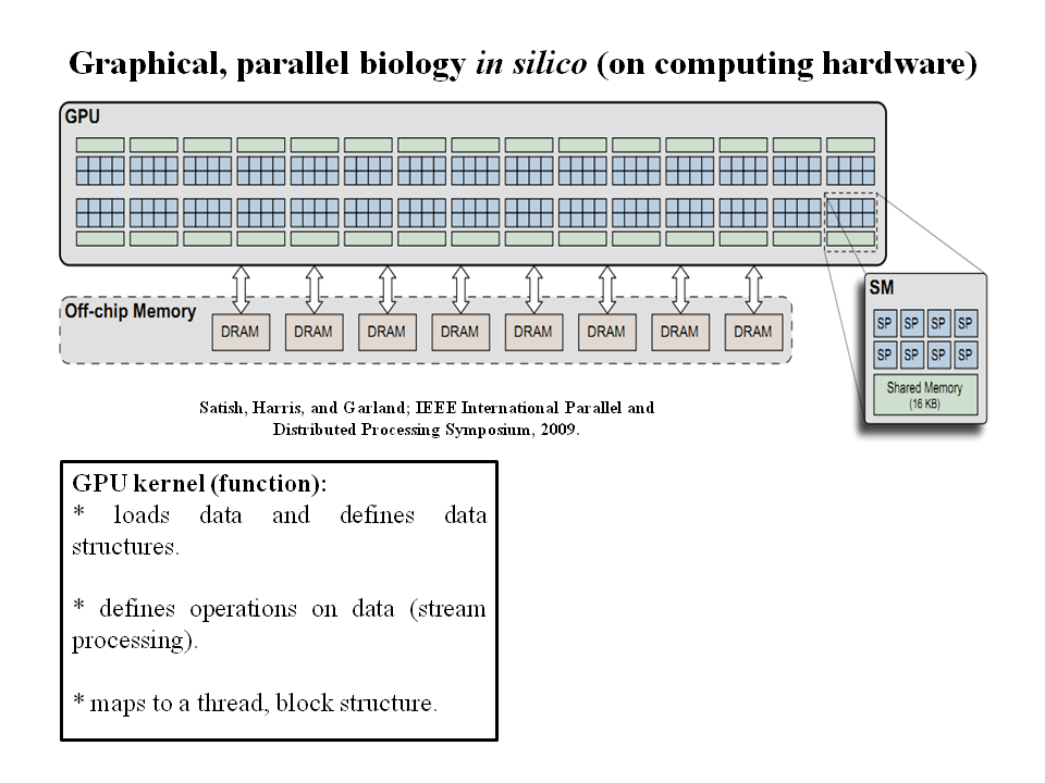 Synthetic Daisies: Scenes from a graphical, parallel biology (Presentation)