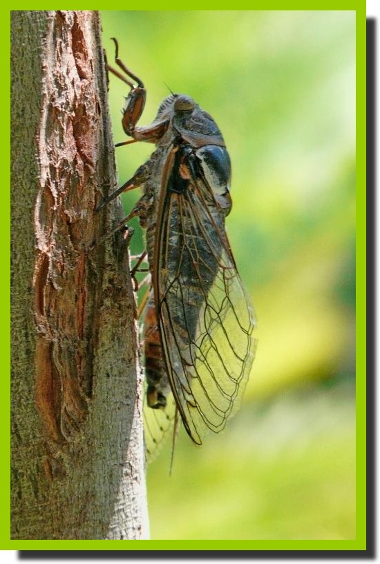 Cannelle de la Colombe d' Or !: la garrigue en juillet