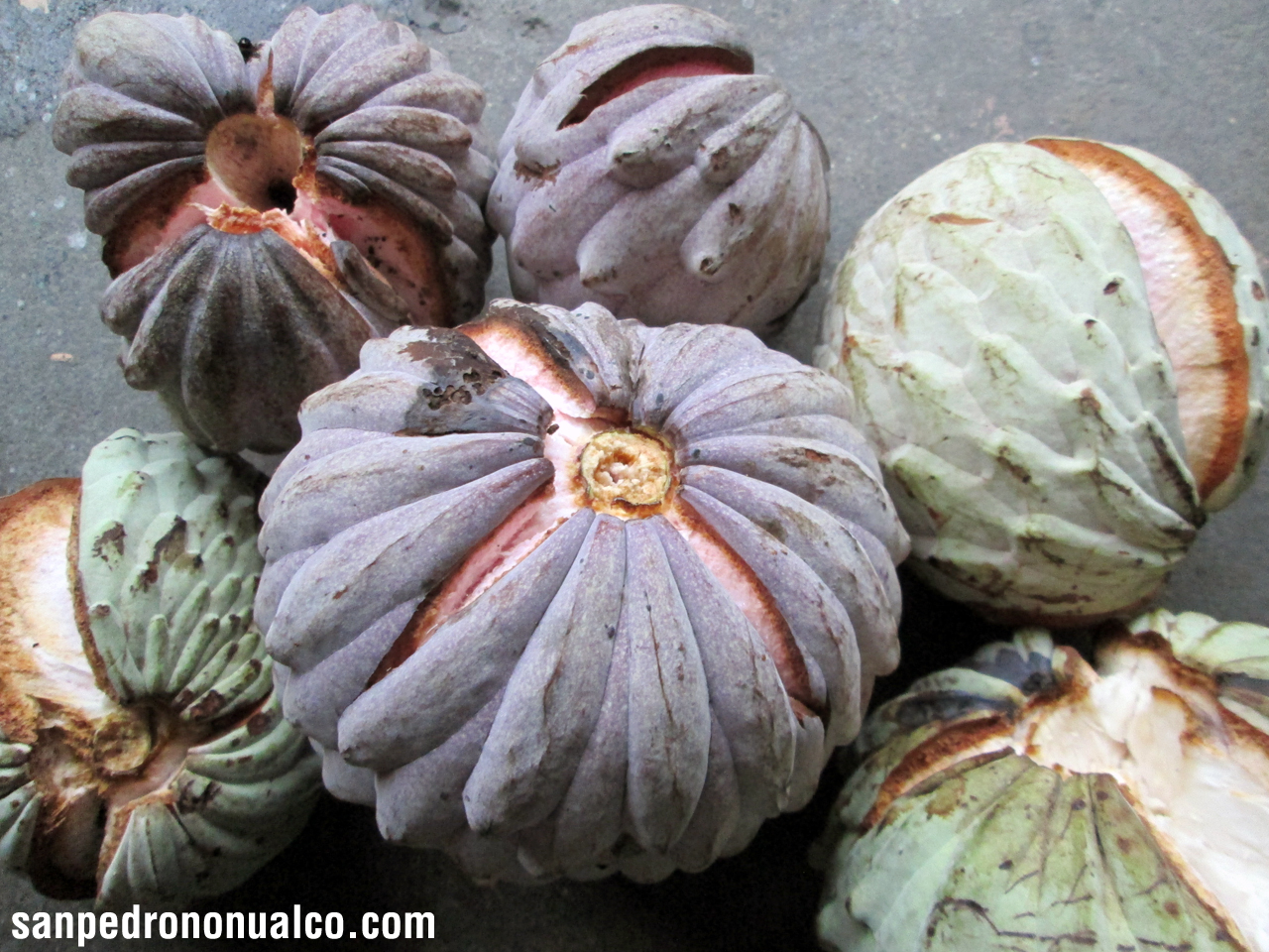 San Pedro Nonualco - Sitio web oficial de los sampedranos: La anona