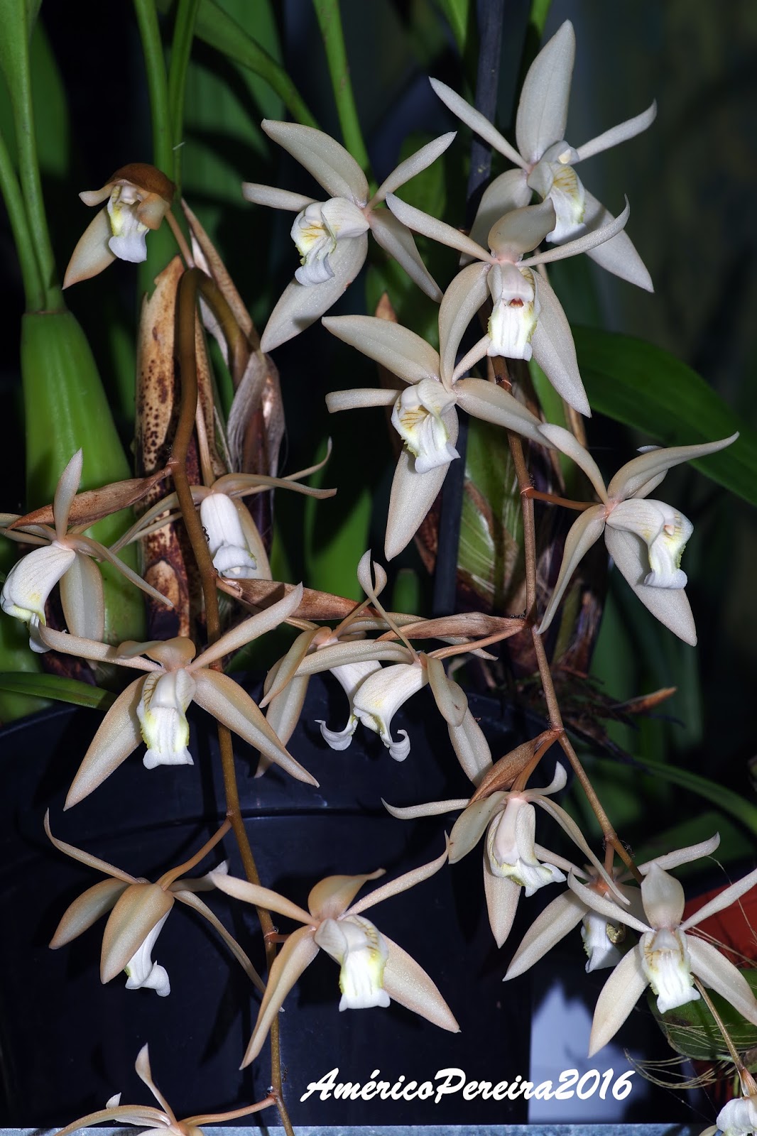 Orquídeas soltas: Coelogyne albolutea
