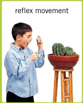 Mi primer año en Red XXI: THE NERVOUS SYSTEM (Unit 2 - Science Y6)