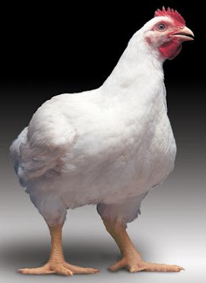 BUDI NIAGA RESOURCES : MENJUAL PELBAGAI UNGGAS